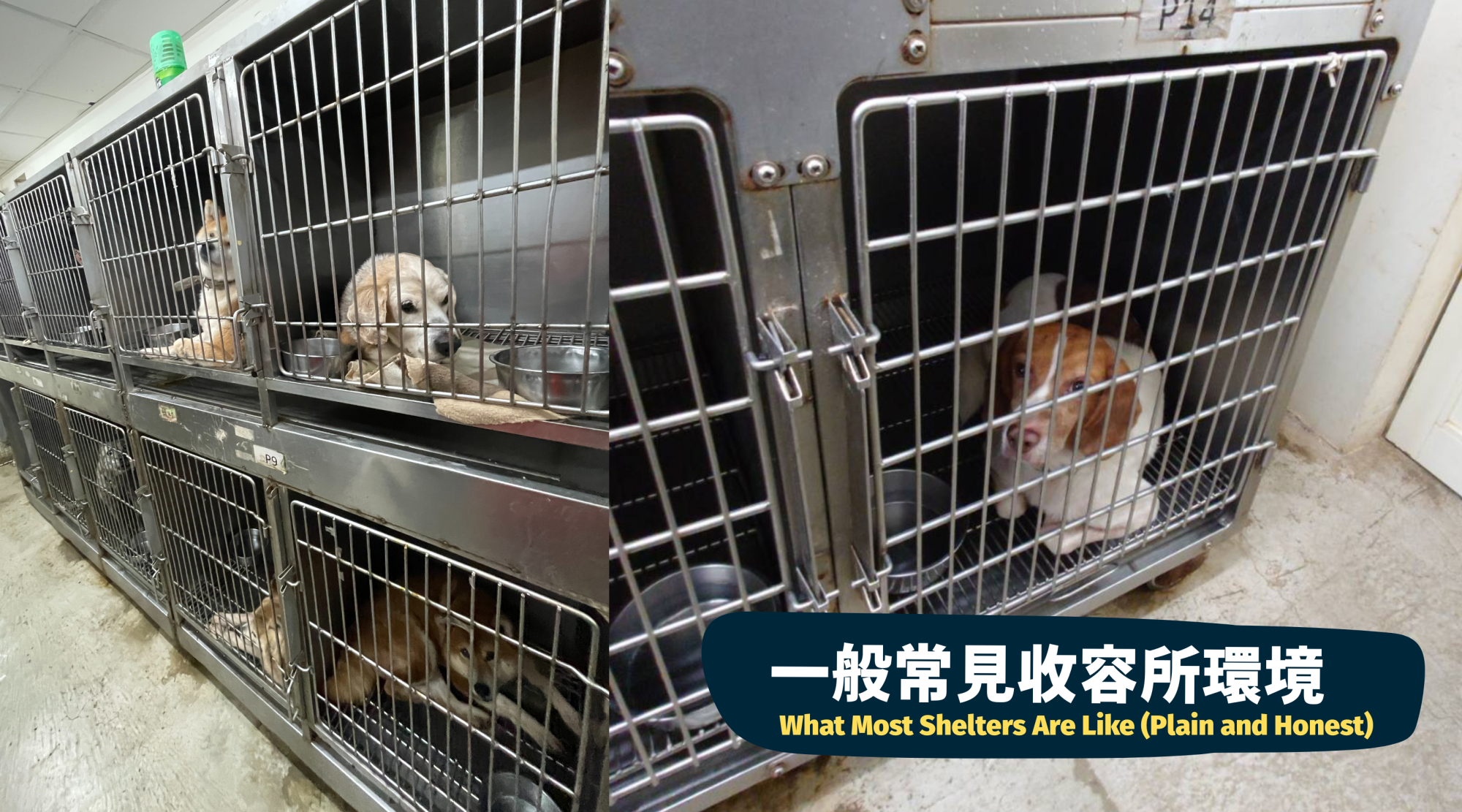 【土地租金募集】提供浪犬一個安心的避風港 | PACK Taiwan